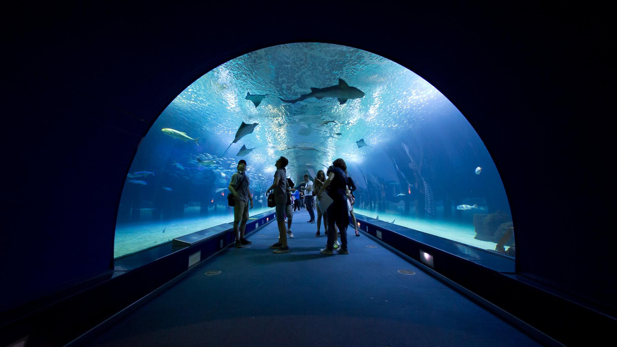 L´Oceanográfic Valencia: Größtes Aquarium Europas